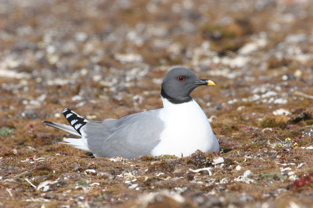 Arctic Gulls Give New Meaning to Avian Long-Distance — Arctic Deeply