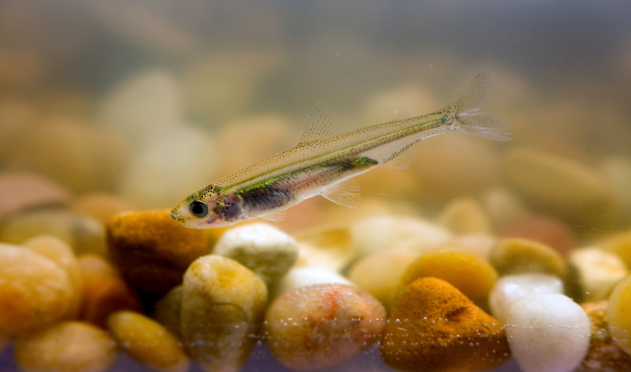 Pesticide Impact on Bay Delta Fish Could Be Greater Than Realized ...