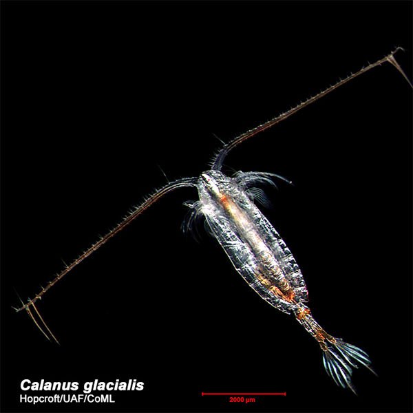 On Thin Ice: Disappearing Zooplankton Could Collapse Arctic Food ...