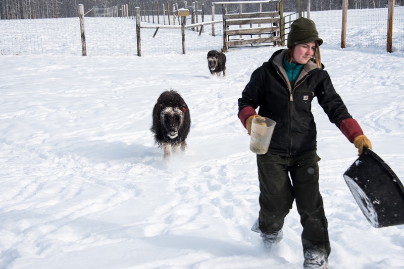 Not Such a Woolly-Brained Idea: Alaskans Try Farming Musk Ox for ...