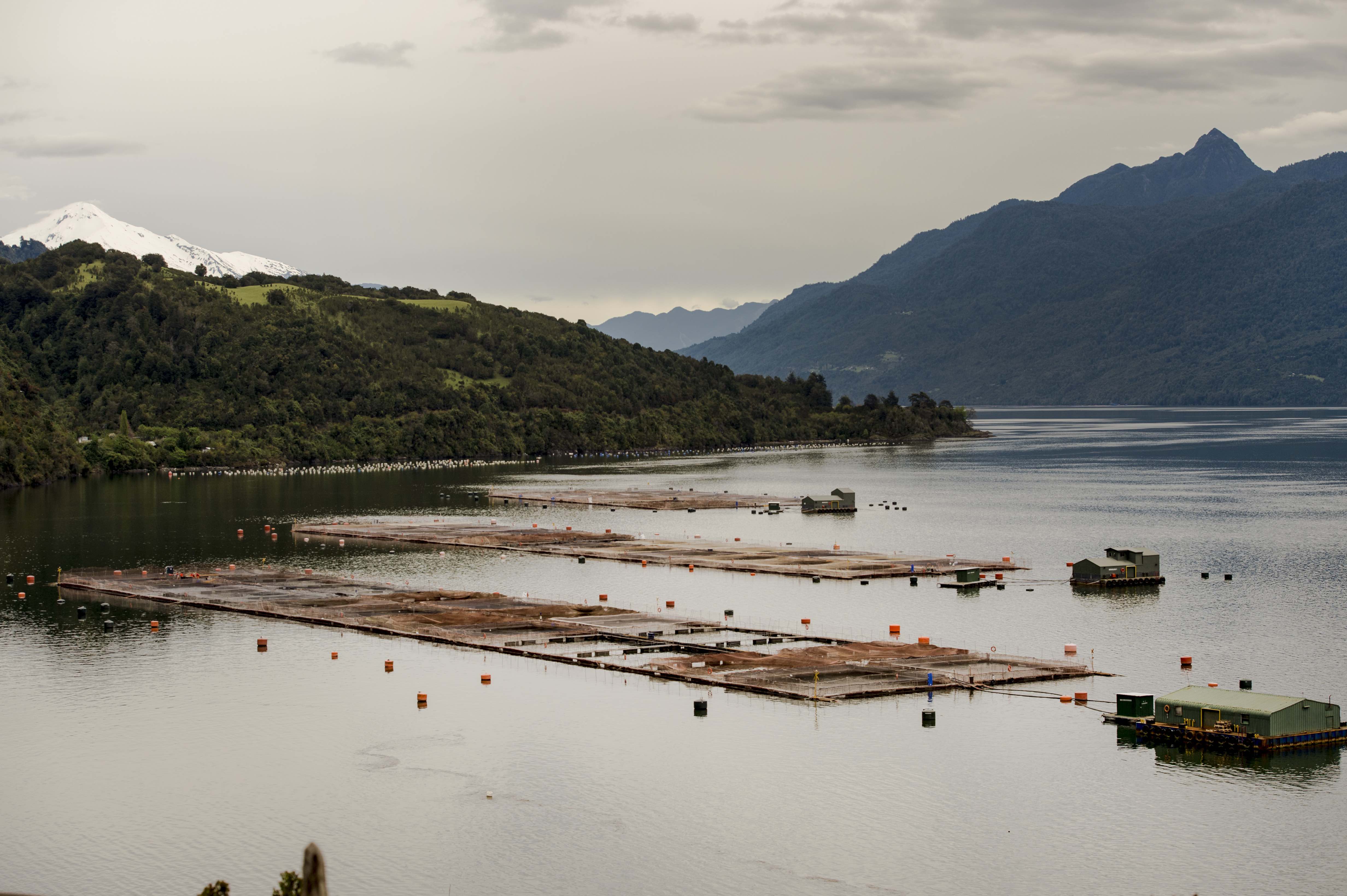 Mass Die-Off of Farmed Salmon Linked to Climate Change — Oceans Deeply
