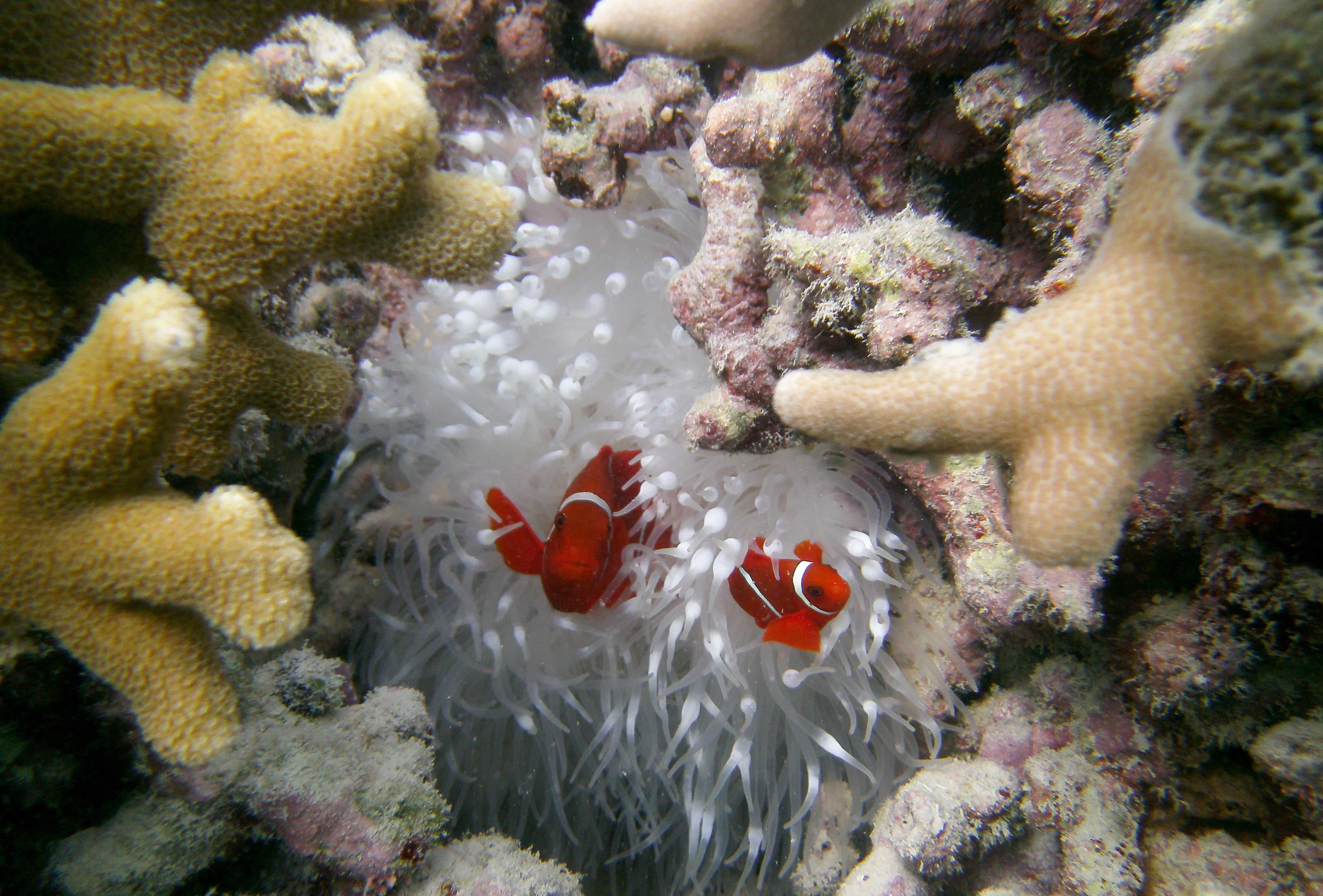 The Hidden Coral Crisis: Loss of Fish Diversity After Bleaching ...