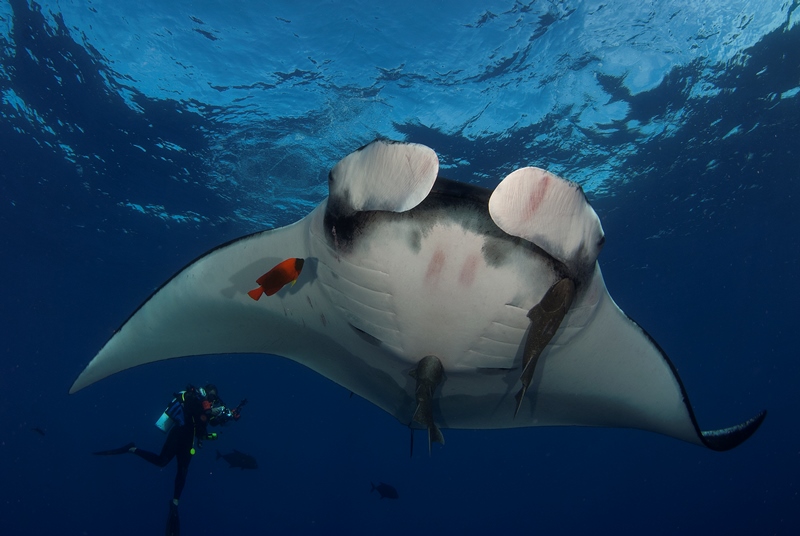Scientists Track Elusive Giant Manta Rays as Poaching Threats — Oceans ...